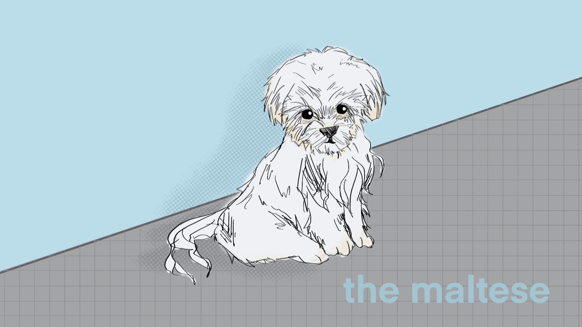 Secrets of the Maltese: from royal lapdogs to fantastic friends – Baron ...